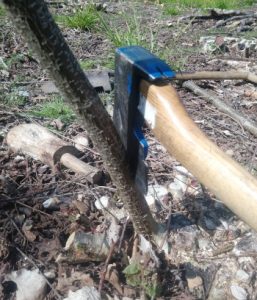 Propagating Hazel by Layering