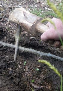 Propagating Hazel by Layering